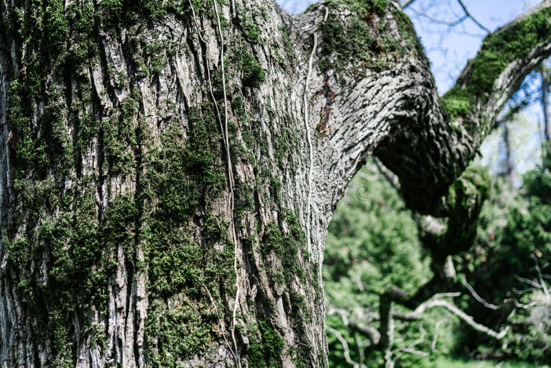 Natural Background with the Texture of the Bark of a Real Tree. Stock ...