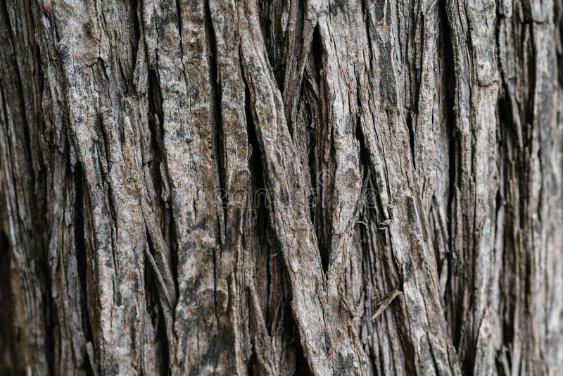 Natural Background with the Texture of the Bark of a Real Tree. Stock ...