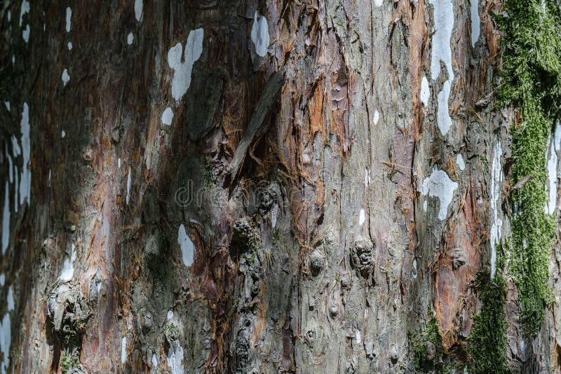 Bark of a Real Yellowwood Tree Stock Photo - Image of bark, african ...