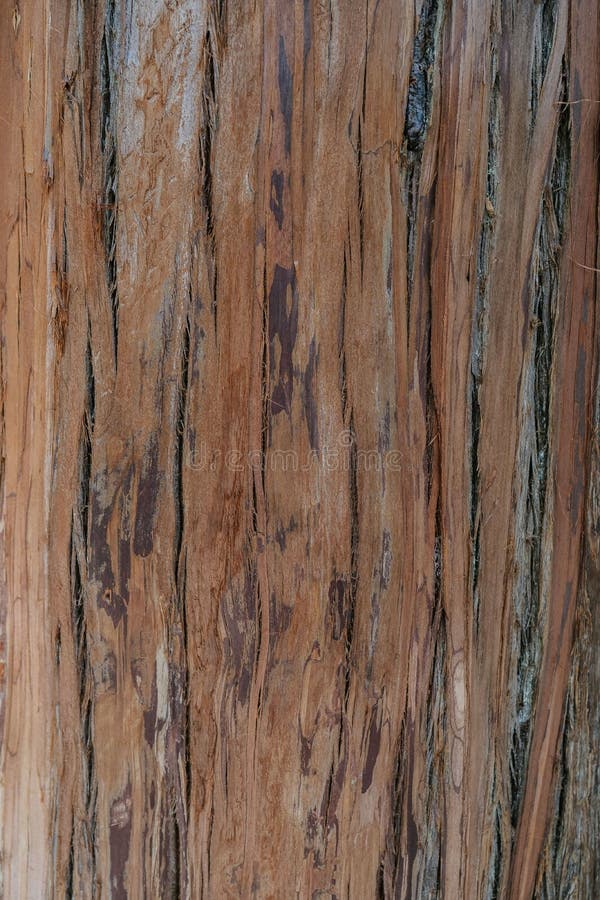 Bark of a Real Yellowwood Tree Stock Photo - Image of bark, african ...