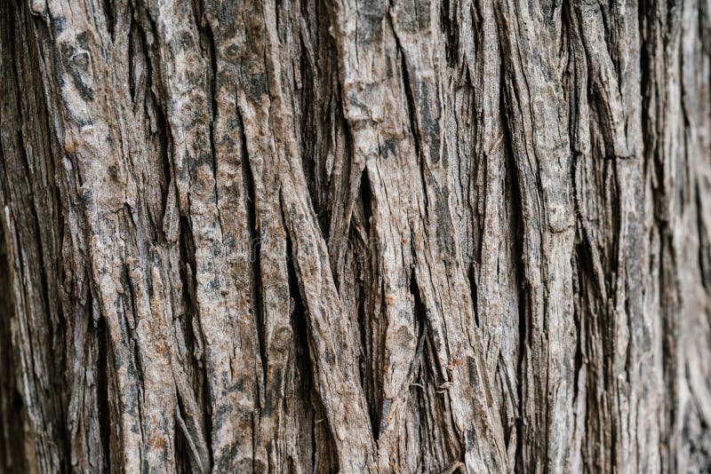 Natural Background with the Texture of the Bark of a Real Tree. Stock ...