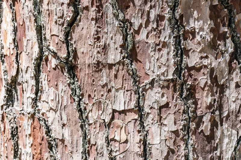 Natural Background with the Texture of the Bark of a Real Tree. Stock ...