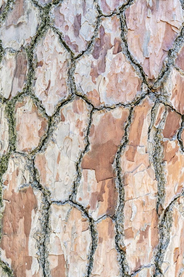 Natural Background with the Texture of the Bark of a Real Tree. Stock ...