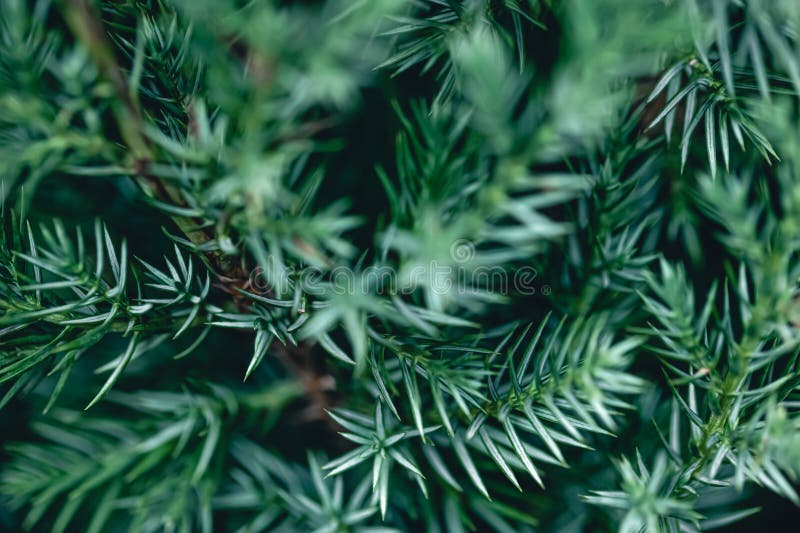 Natural Background, Texture of a Coniferous Tree Branch. Stock Photo ...