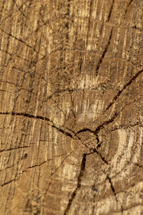 Natural Background or Texture, Cutaway Tree. Annual Rings on an Old ...