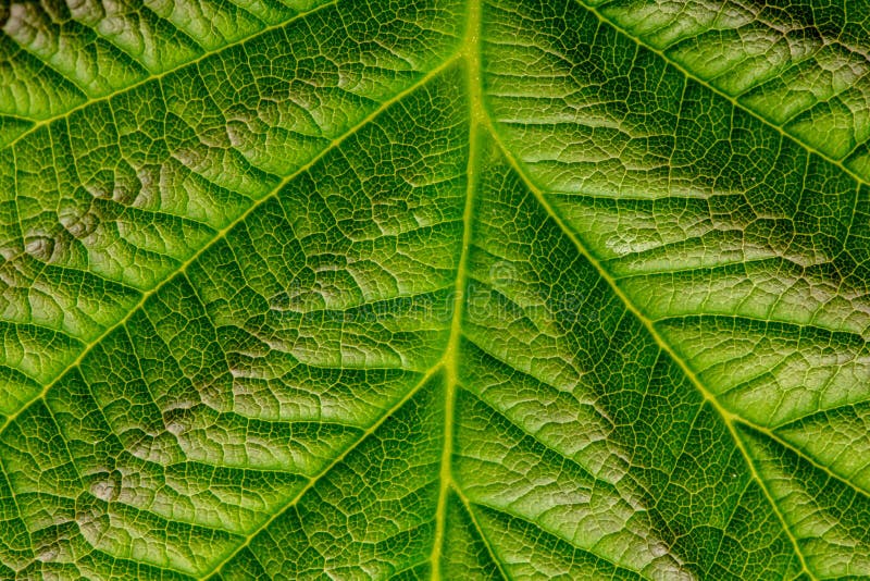 Green Texture of Young Raspberry Leaves Close Up Stock Image - Image of ...