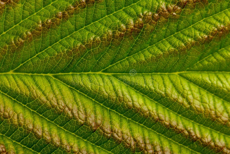 Green Texture of Young Raspberry Leaves Close Up Stock Photo - Image of ...