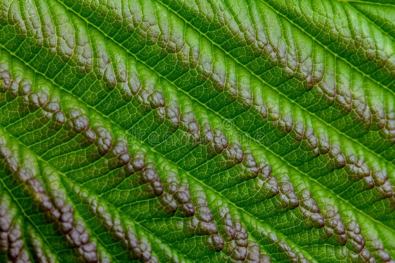 Green Texture of Young Raspberry Leaves Close Up Stock Photo - Image of ...