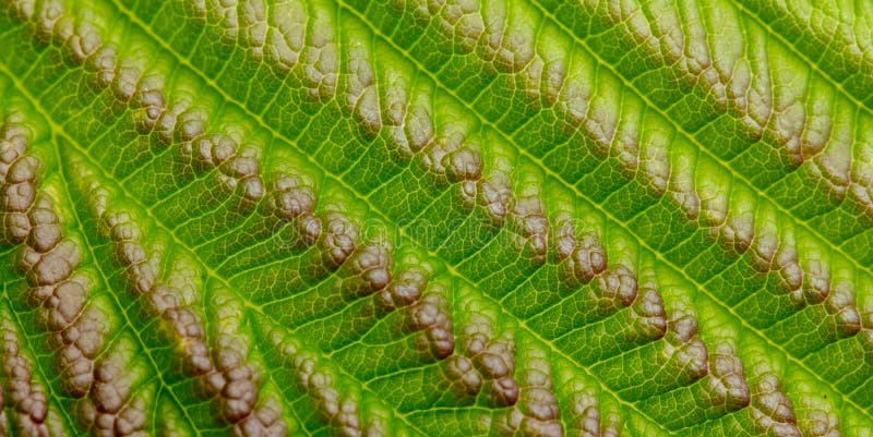 Green Texture of Young Raspberry Leaves Close Up Stock Image - Image of ...