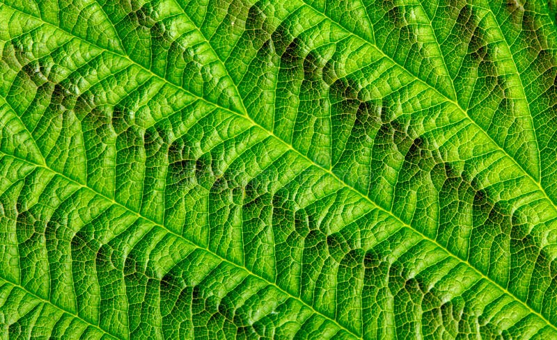 Green Texture of Young Raspberry Leaves Close Up Stock Photo - Image of ...