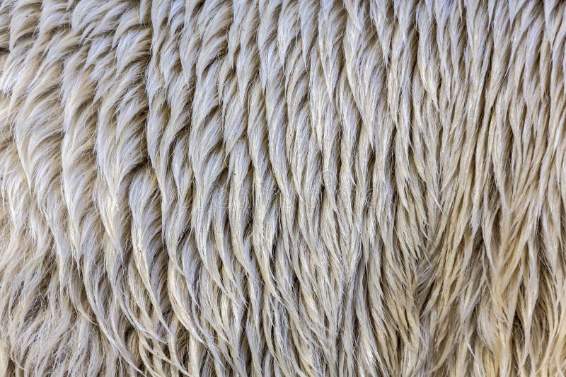 Polar bear fur texture stock photo. Image of animal - 293184466