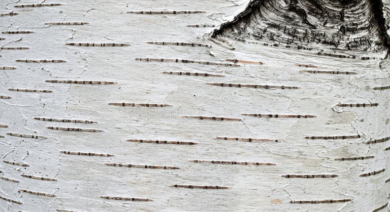 Smooth Birch Bark Texture: White and Grey Tones with Subtle Horizontal ...