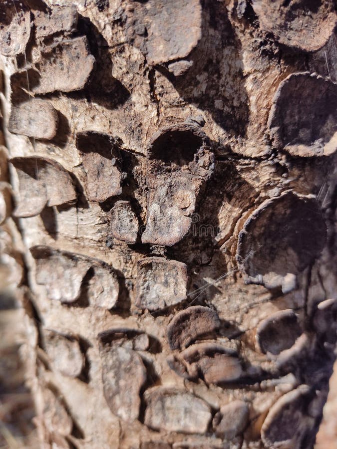 Natural Tree Texture Pattern Design on Tree Bark Stock Photo - Image of ...