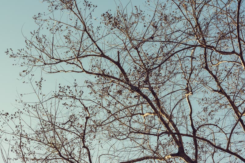 Natural Background Tree Branch Autumn. the Backdrop is Sky Stock Image ...