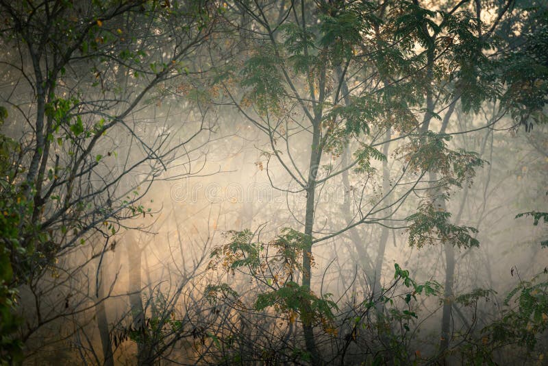 Natural Background, the Tree Forest in Morning Sunrise Scene Stock ...