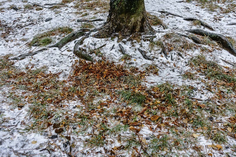 Natural Background with Tree Roots and Leaves Under the Snow Stock ...