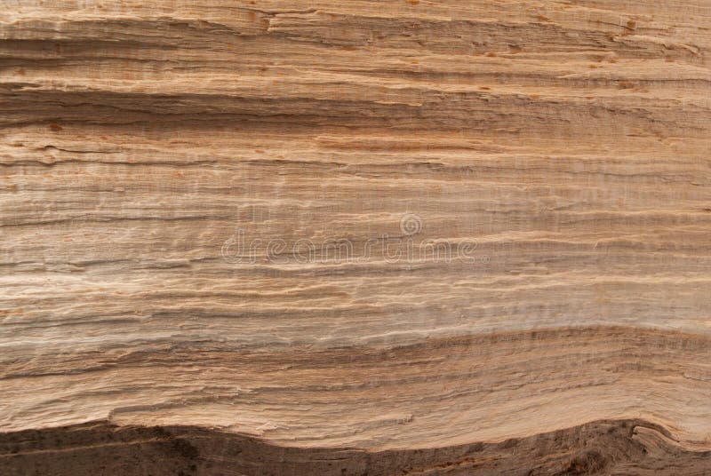 Texture of Beech Tree and Stump Isolated on White Background Stock ...