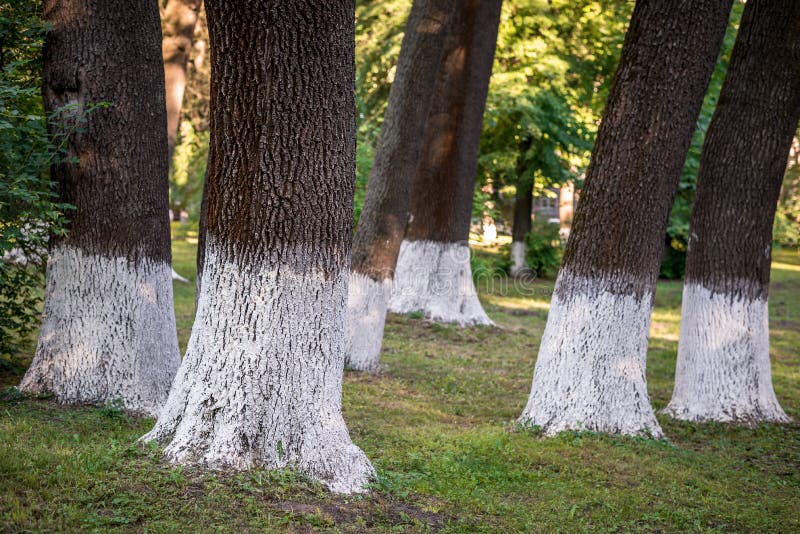 Natural Background. Trunks of Large Trees on the Whole Frame ...
