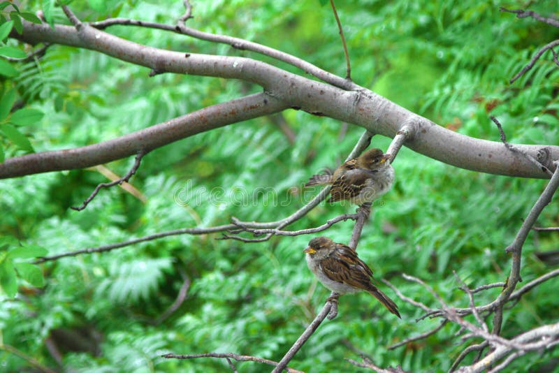 Natural Background. Two Sparrows Sitting on a Branch of Rowan Stock ...
