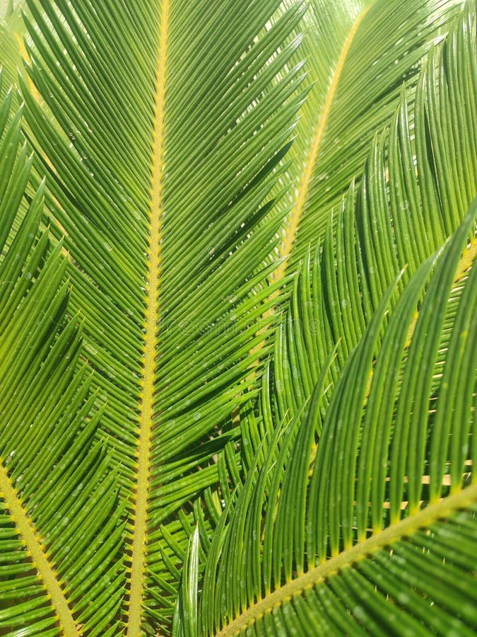 Natural Background with Unique Long Leaves and Green Color Stock Image ...