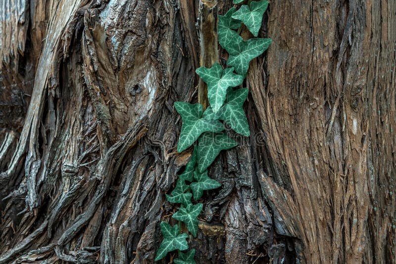 Natural Background Unique Tree Bark Pattern and Green Foliage. Stock ...