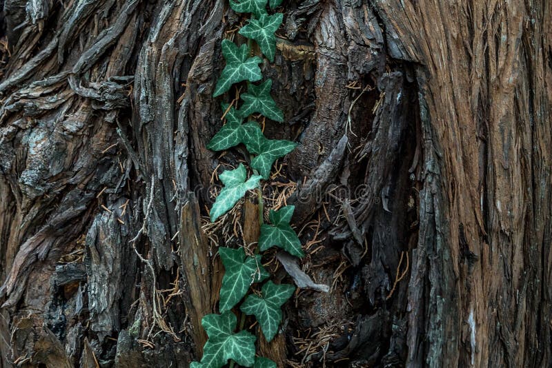 Natural Background Unique Tree Bark Pattern and Green Foliage. Stock ...