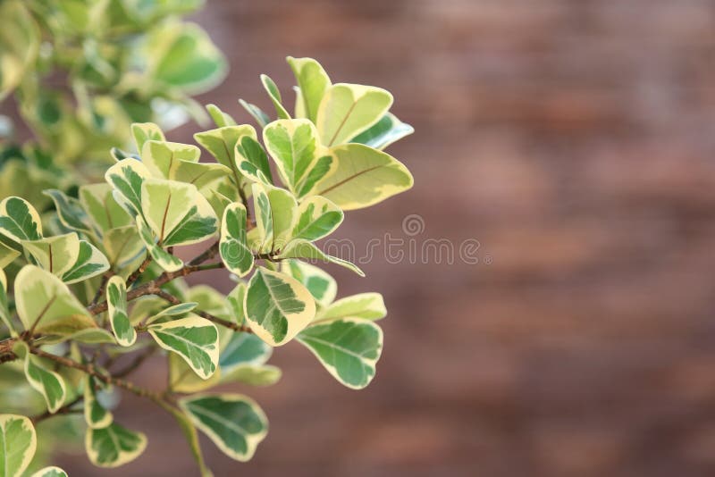 Natural Background of Variegate Leaves Stock Image - Image of natural ...