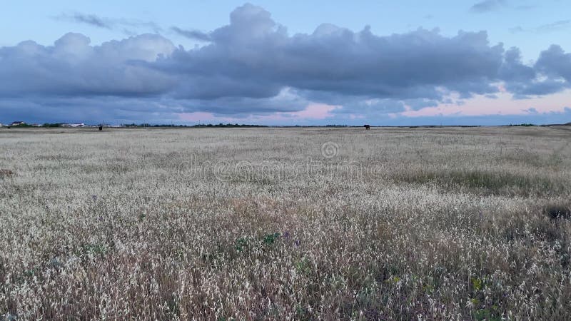 Natural Background with a View of the Steppe in the Evening Stock Video ...