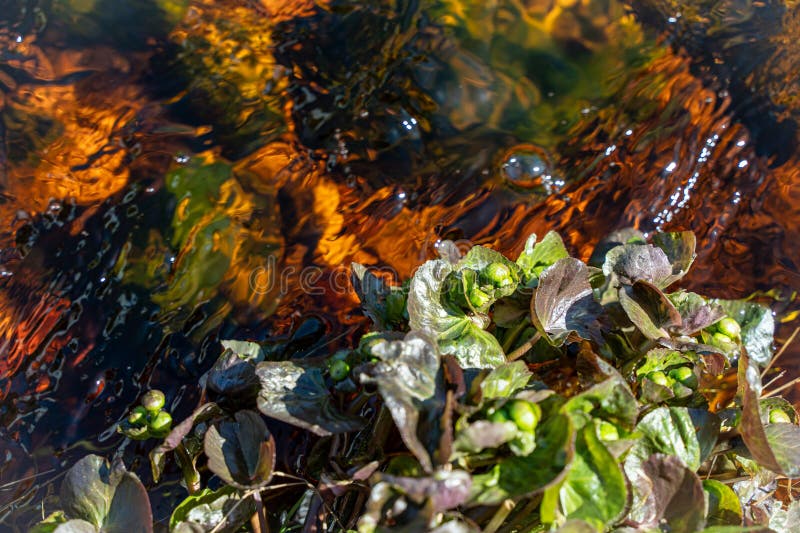 Natural Background of Water Texture and Floating Algae. Close-up Stock ...