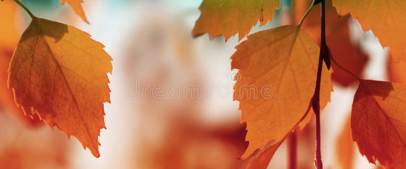 Natural Background for Web Banners. Stock Image - Image of foliage ...