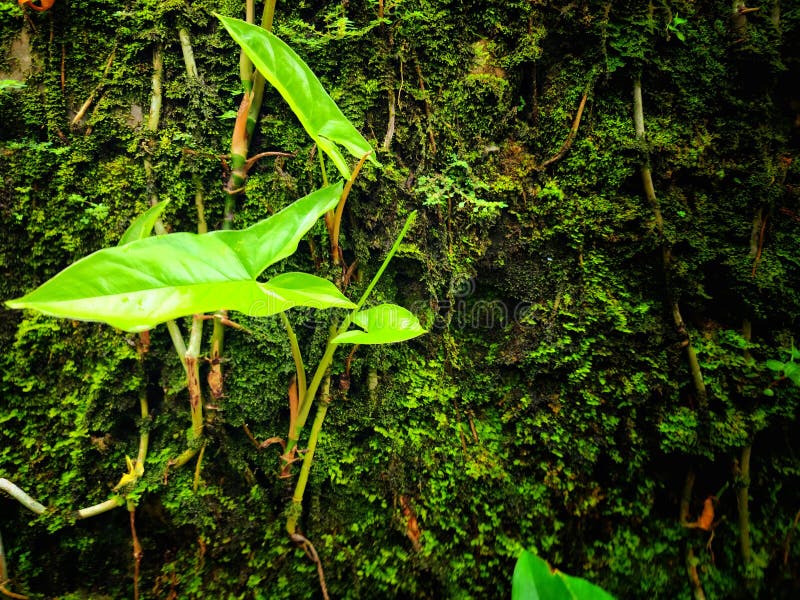 Natural Background, Wet Stone Covered with Moss Naturally Forms a Very ...
