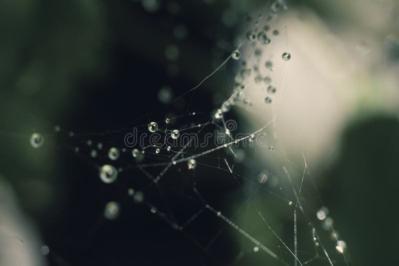 Wet Webcob Stock Photos - Free & Royalty-Free Stock Photos from Dreamstime