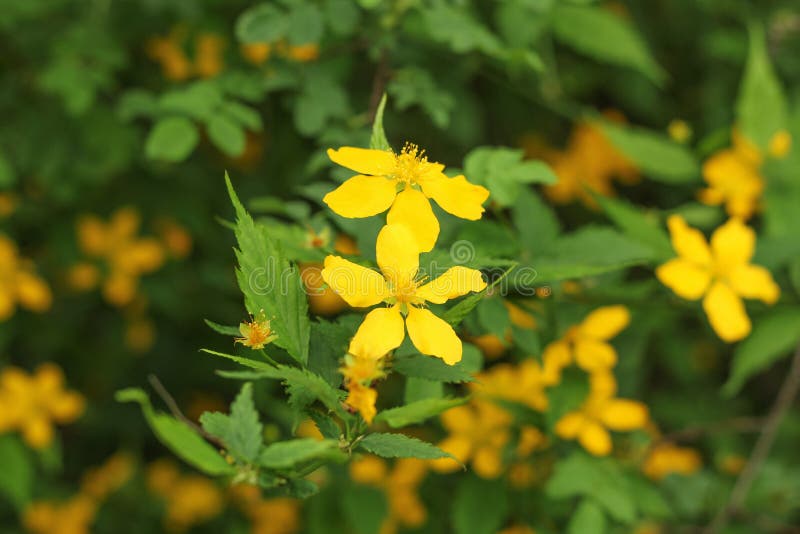 Natural Background. Yellow Flowers on a Green Background Stock Image ...
