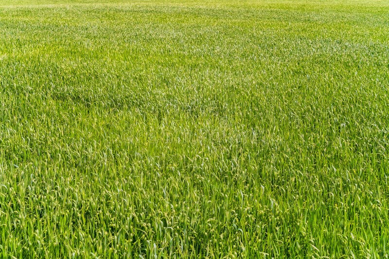 Natural Background of Young Rye Stock Image - Image of agriculture ...