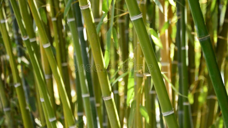 Natural bamboo canes stock video. Video of green, decoration - 80945427
