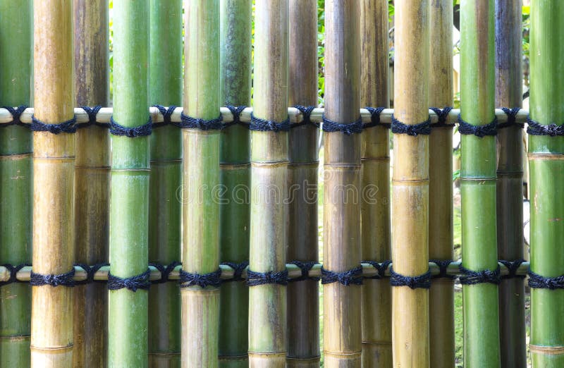 Natural bamboo texture stock photo. Image of japan, bark - 33437852