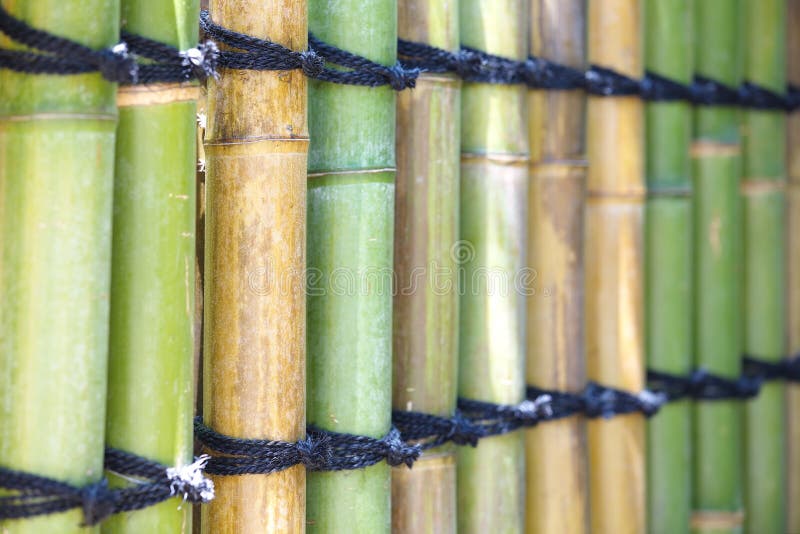 Natural bamboo texture stock photo. Image of harmony - 33502082