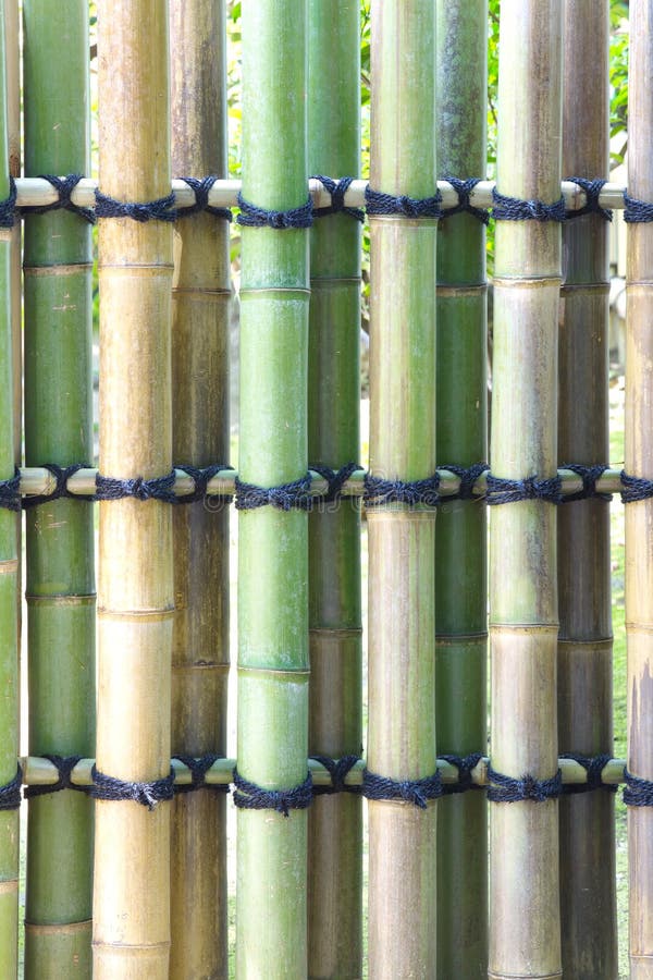 Natural bamboo texture stock image. Image of natural - 33717401