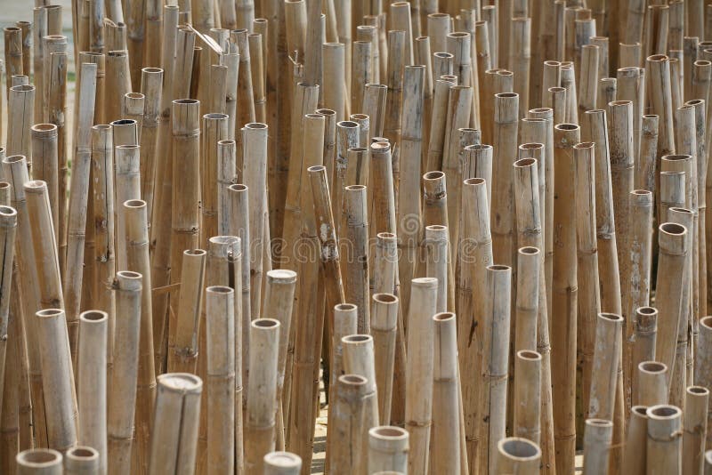 Natural bamboo trees stock photo. Image of pattern, grass - 24811538