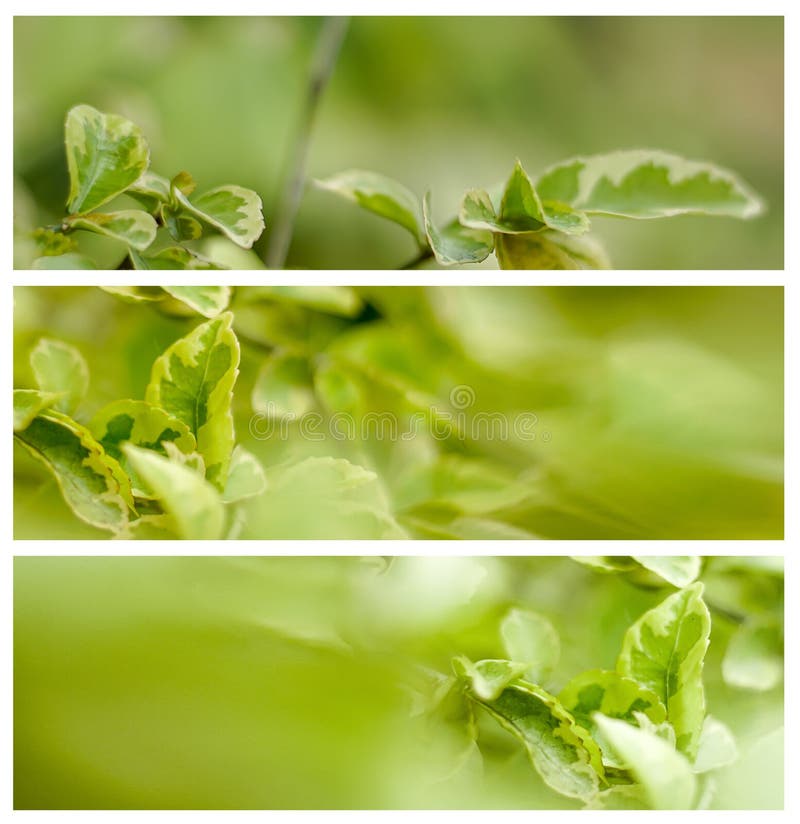 Natural Banner, Green Leaves in the Garden Stock Photo - Image of ...