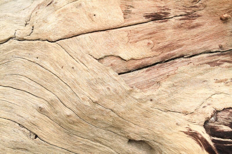 Natural Bare Wood Texture Pattern 014 Stock Image - Image of soil ...