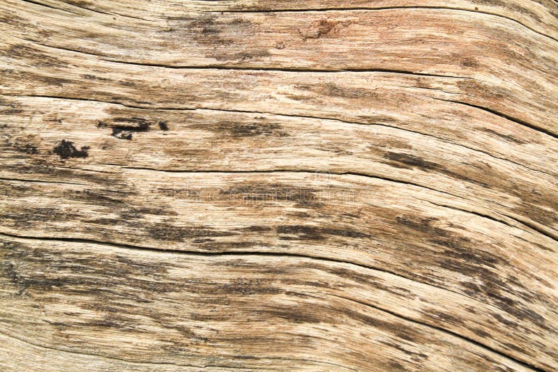 Natural Bare Wood Texture Pattern 013 Stock Photo - Image of leaf, wood ...