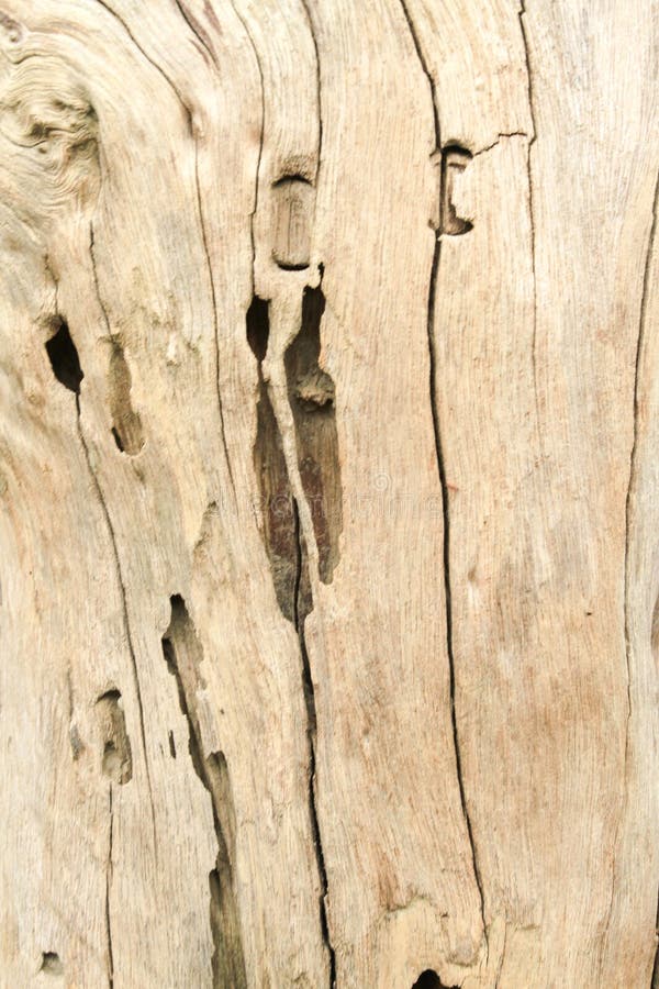 Natural Bare Wood Texture Pattern 005 Stock Photo - Image of texture ...