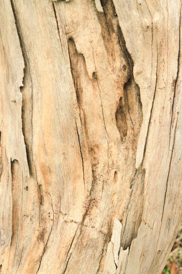 Wood grain background 002 stock photo. Image of geology - 210442632
