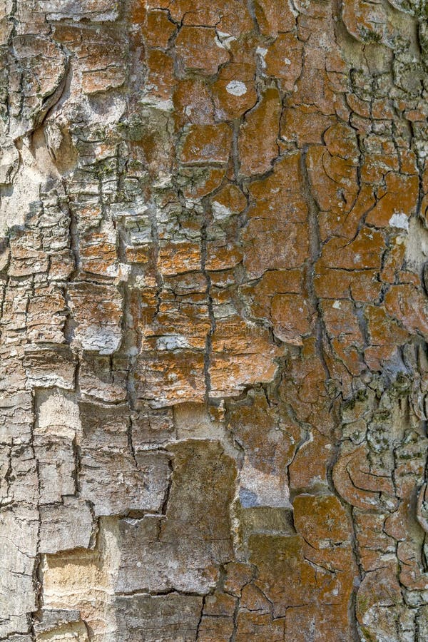 Natural bark detail stock image. Image of bark, botany - 93643157