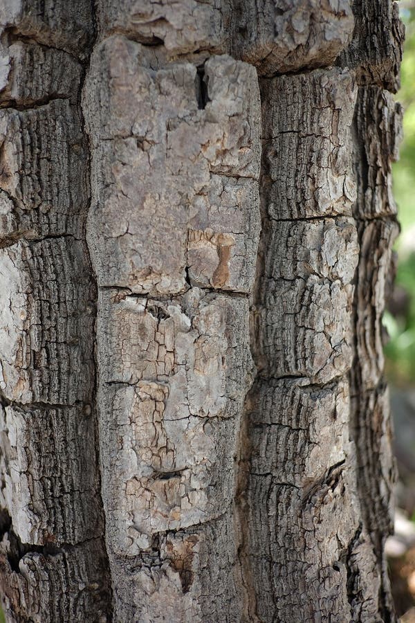 Natural Bark Patterns that Occur Naturally in the Forest. Stock Image ...