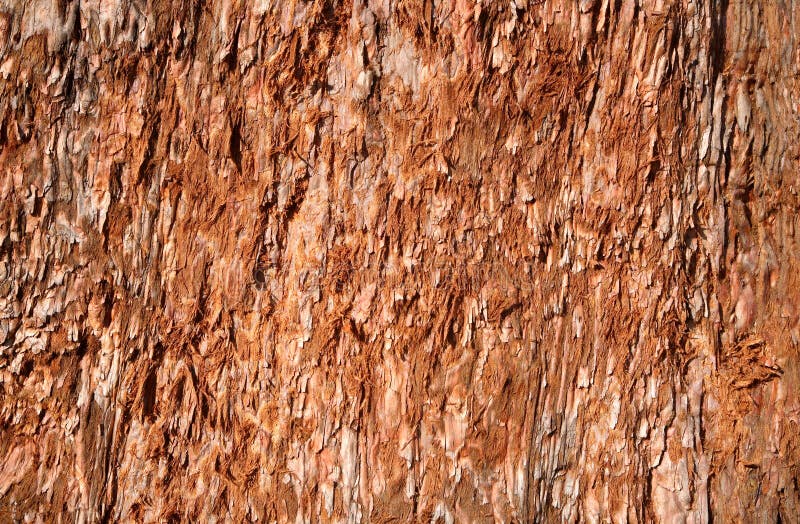 Texture of red wood stock image. Image of close, abstract - 1953987
