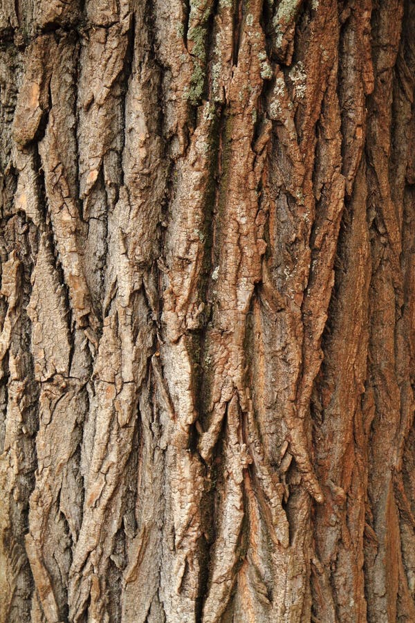 Natural bark texture stock photo. Image of seamless, grunge - 72825430