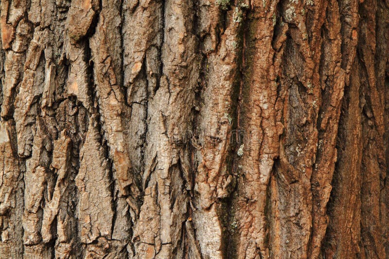 Natural bark texture stock photo. Image of texture, timber - 72826150
