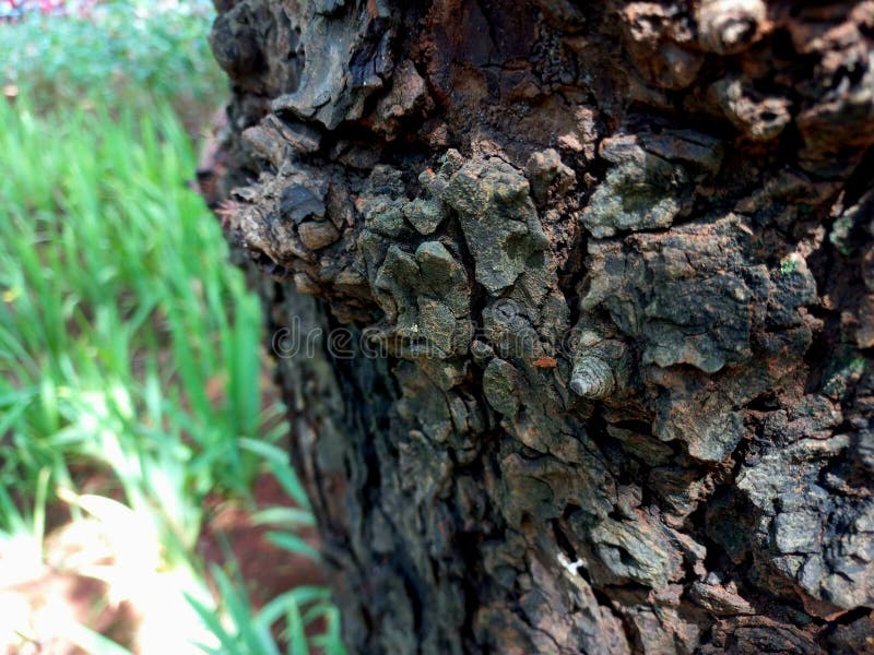 Natural Bark Wood Surface and Root Texture in Summer Sesion Stock Image ...